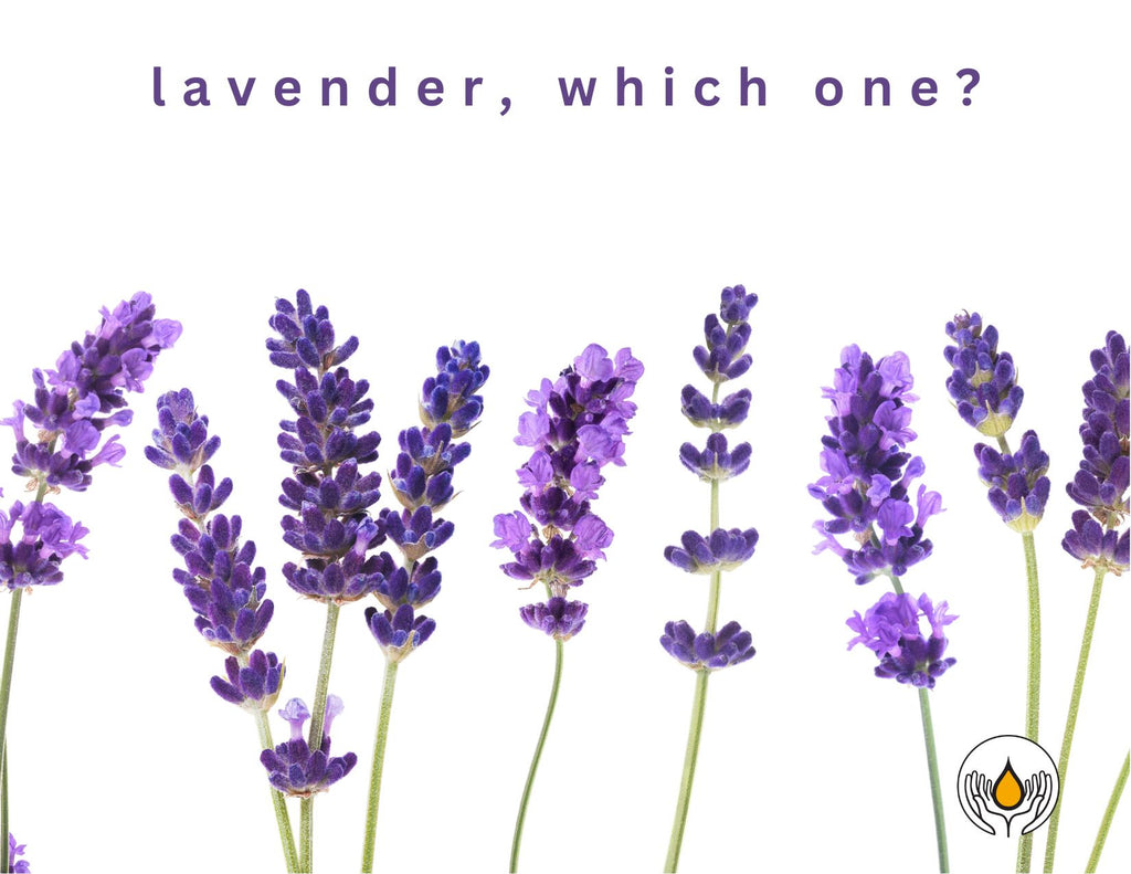 Our 3 Unique Varieties Of Lavender Explained – The Aromatherapist