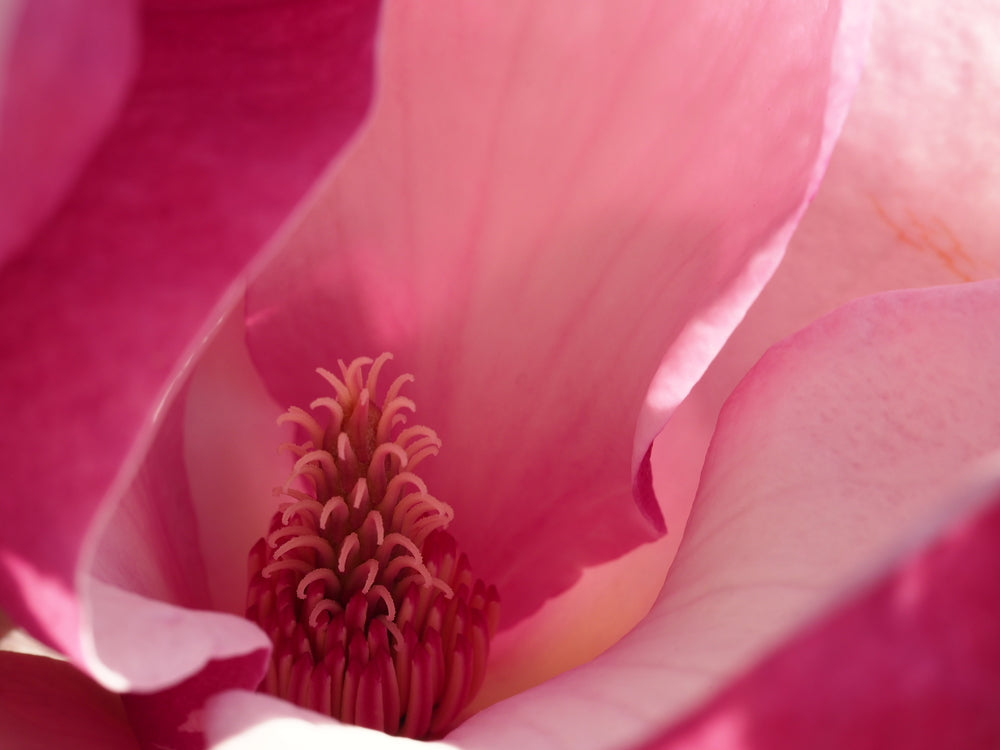 Spring Skincare: Striking The Perfect Balance – The Aromatherapist